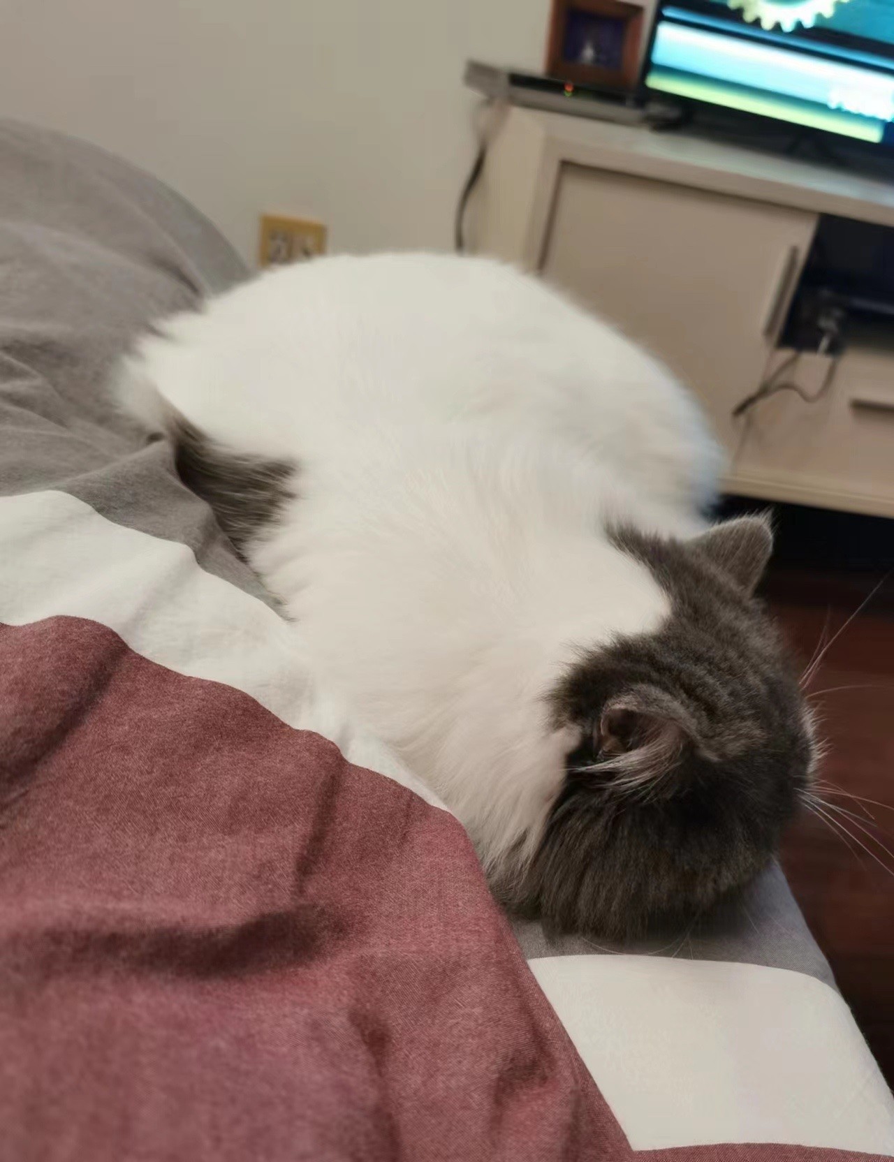 奥利奥睡大觉咯_游戏大杂烩|游民星空